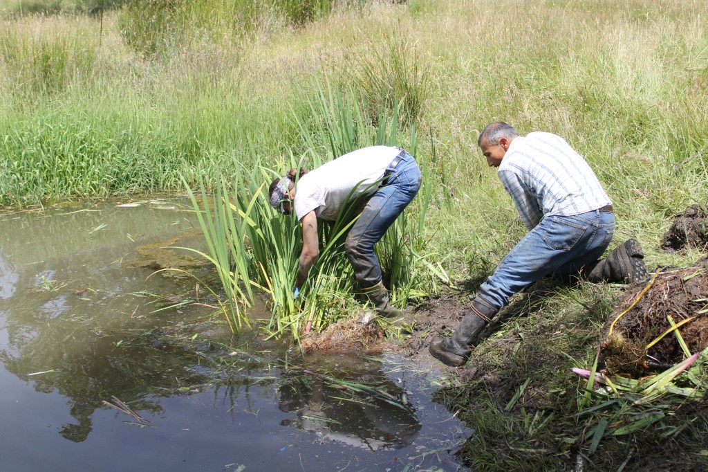 Vegetation Removal/Treatment | Integrated Resource Management