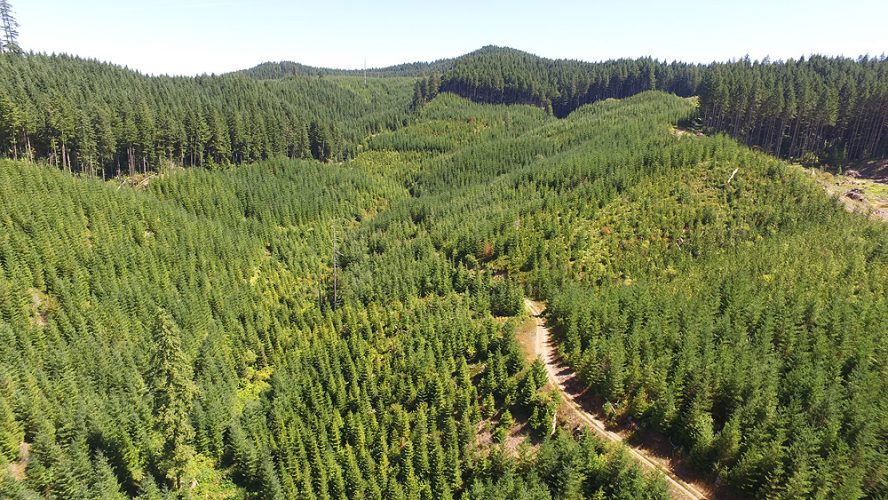 Pre-Commercial Thinning – Integrated Resource Management